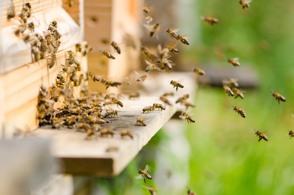 Collections | Happy Bees - Local Essex Honey